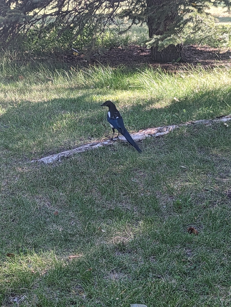 Black-billed Magpie from Calgary, AB T2P 0E6, Canada on July 24, 2023 ...