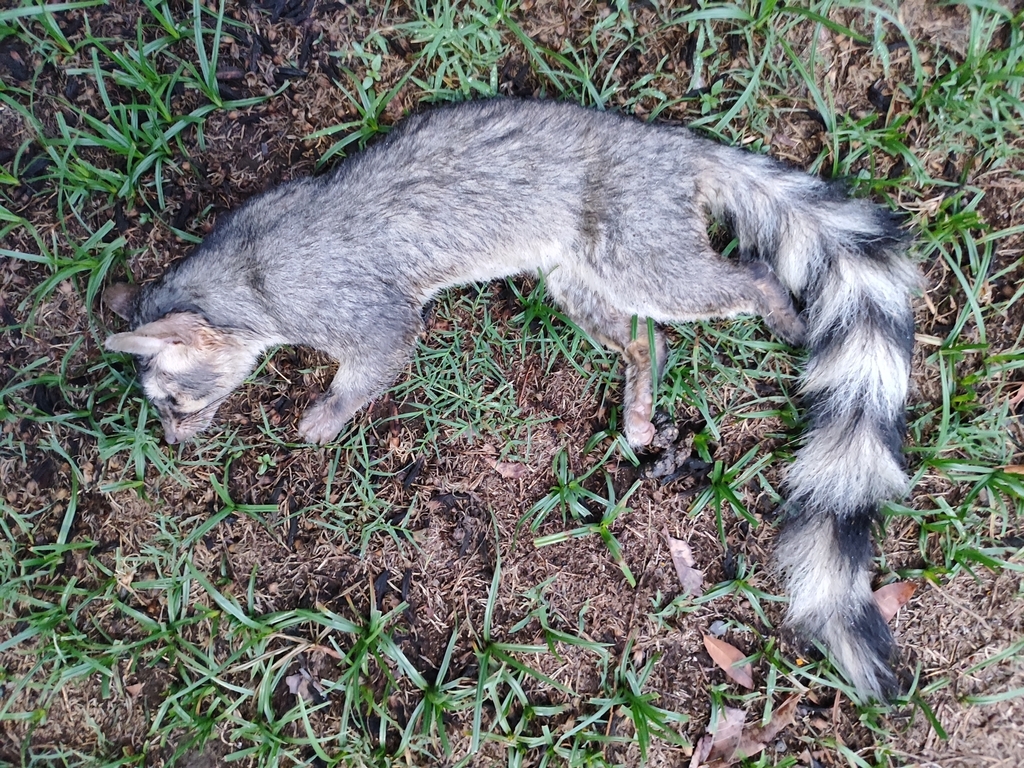 Ringtail from Lázaro Cárdenas, Mor., México on July 24, 2023 at 06:23 ...