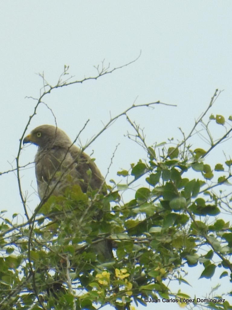 Roadside Hawk from Paso de Ovejas, 91670 Paso de Ovejas, Ver., México ...