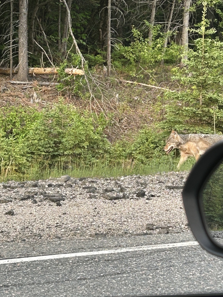 Eastern Wolf from Algoma, CA-ON, CA on June 5, 2023 at 08:46 PM by ...