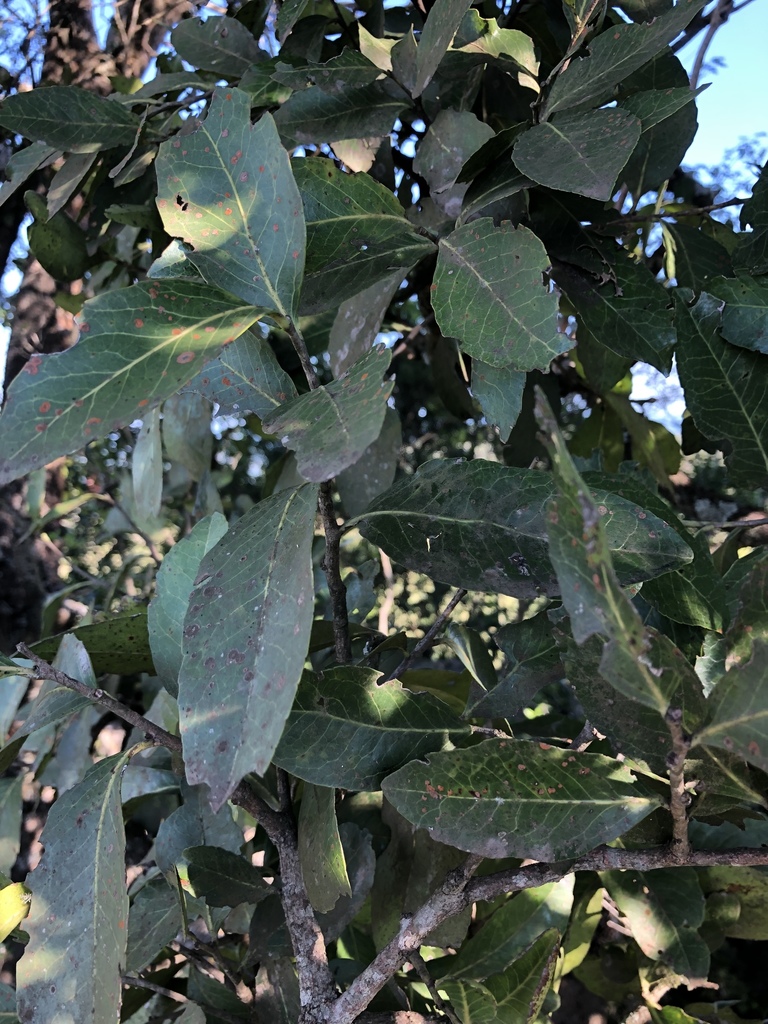 Koko Trees from Ehlanzeni, , MP, ZA on January 18, 2019 at 04:53 PM by ...