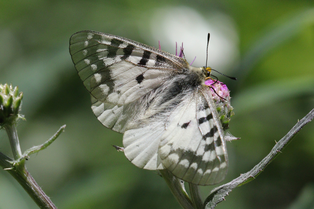 Clodius Parnassian from Lane County, OR, USA on July 9, 2023 at 03:09 ...