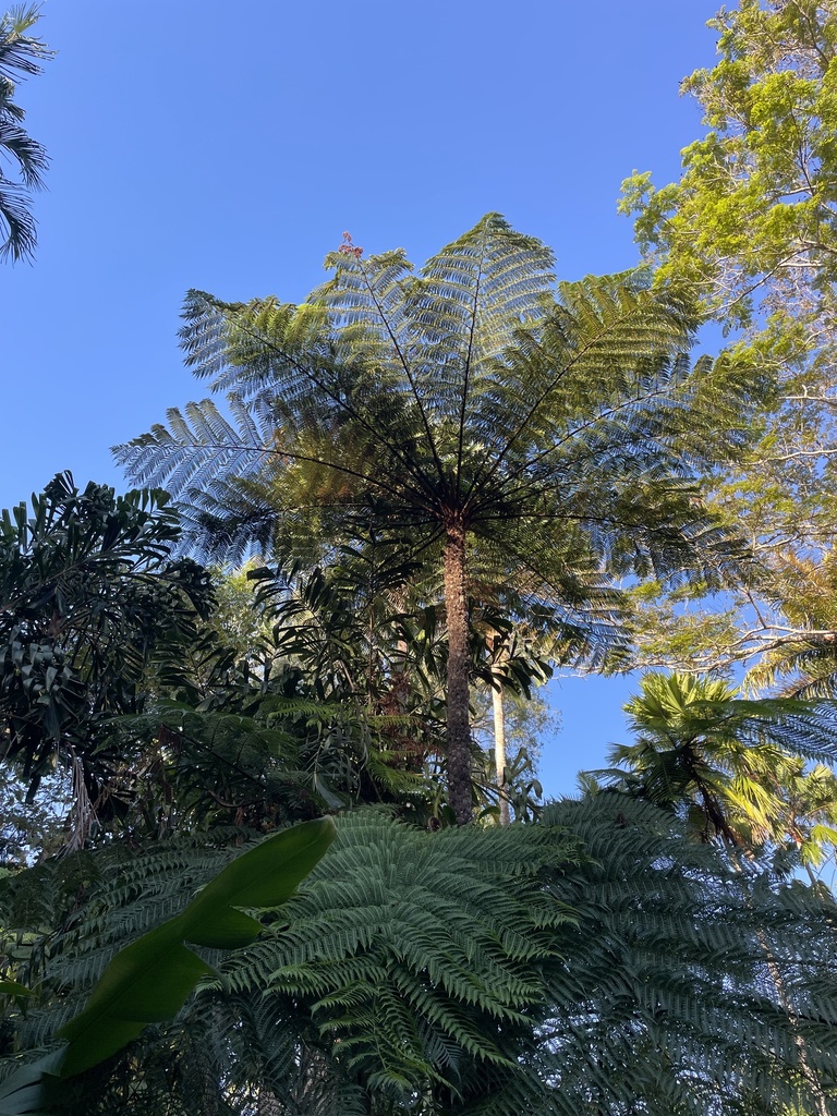 Australian tree fern from Flecker Botanic Gardens, Edge Hill, QLD, AU ...