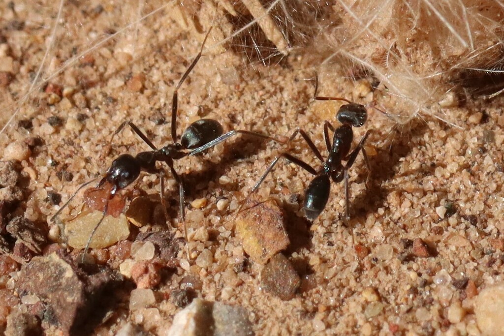 Ants from Round Hill QLD 4677, Australia on June 2, 2023 at 12:14 PM by ...