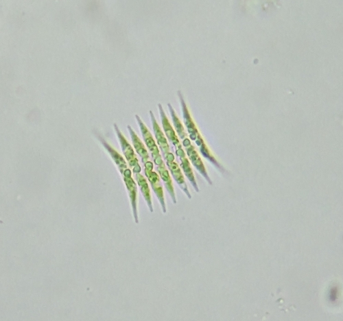 Género Pectinodesmus · Naturalista Costa Rica