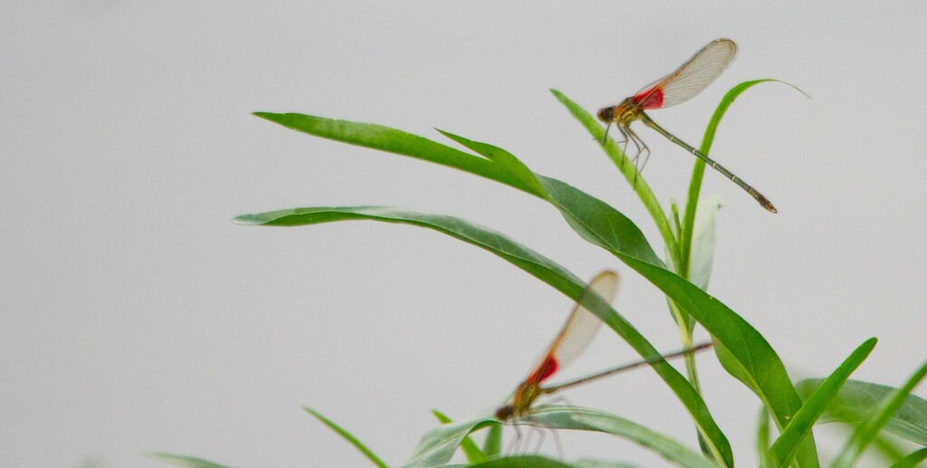 American Rubyspot from Violette's Lock on July 24, 2023 at 08:55 AM by ...