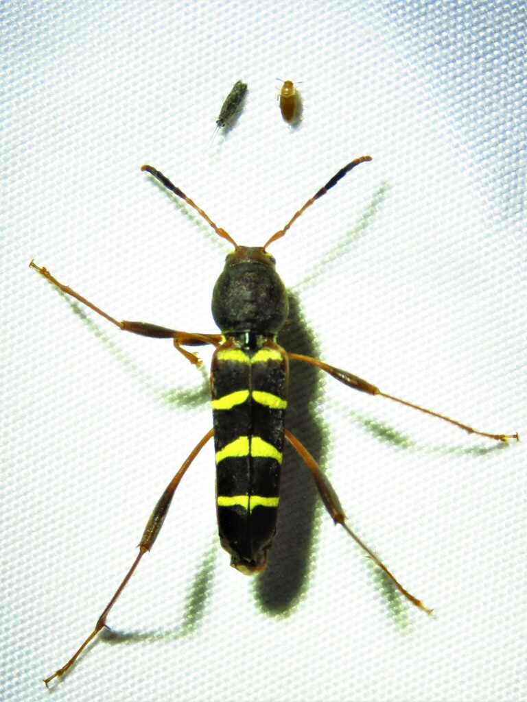 Red-headed Ash Borer from Spring Creek Forest Preserve, Garland, TX, US ...