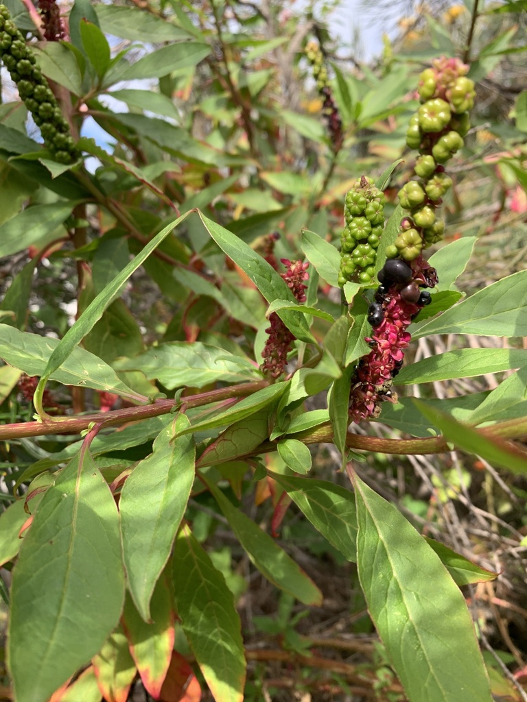 Inkweed from Advancetown, QLD, AU on July 25, 2023 at 10:09 AM by vycm ...