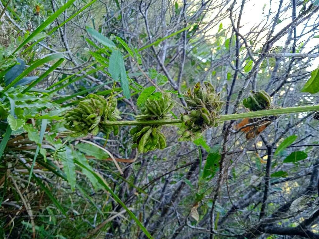 giant false sensitive plant from Koumac, Nouvelle-Calédonie on July 8 ...