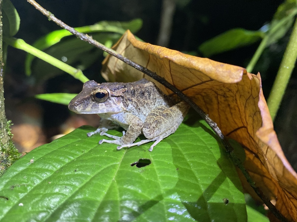 Fitzinger's Robber Frog from Guacimo, Limon, CR on July 20, 2023 at 10: ...