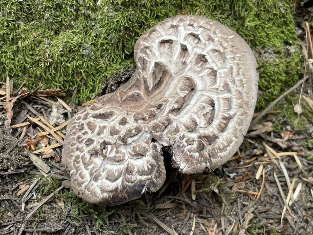 shingled hedgehog from Mt. Baker-Snoqualmie National Forest, North Bend ...