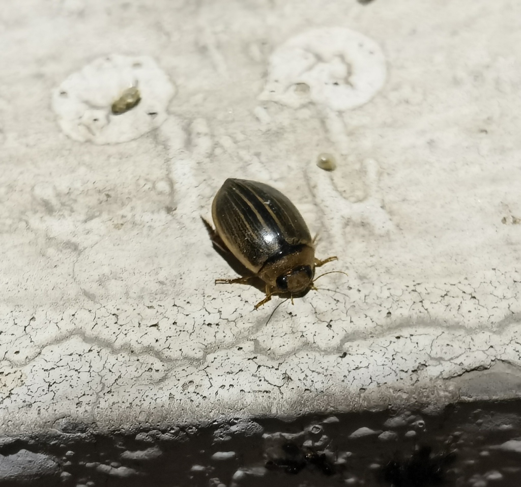 Hydaticus grammicus from Yantai, CN-SD, CN on July 22, 2023 at 10:34 PM ...