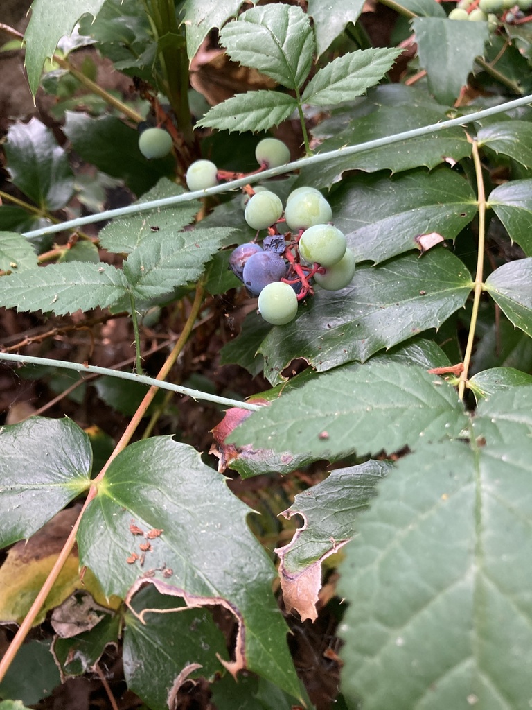 Cascade Oregon-grape from Willowbrook Pl, Bellingham, WA, US on July 22 ...