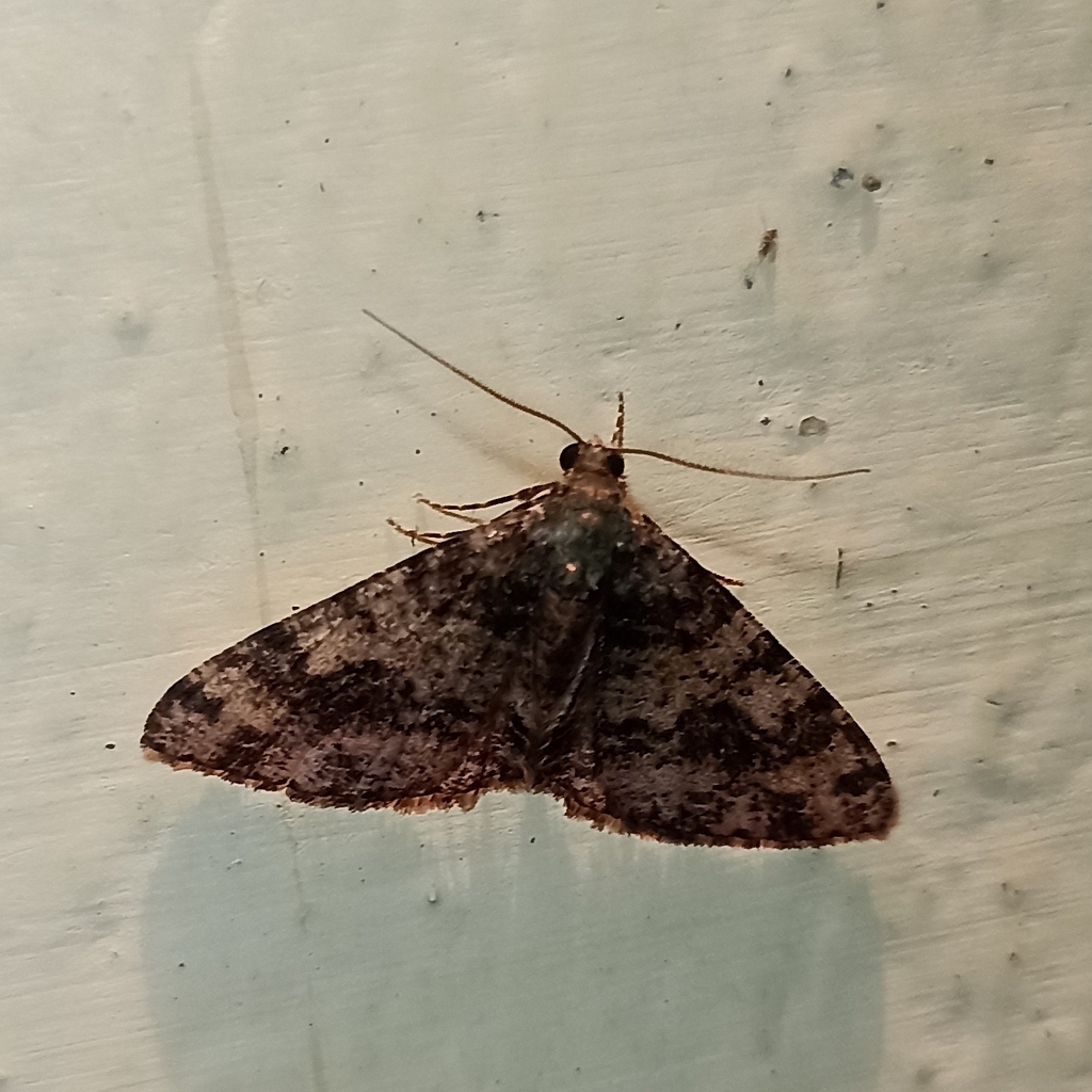 Butterflies and Moths from Pithoragarh, IN-UT, IN on July 24, 2023 at ...