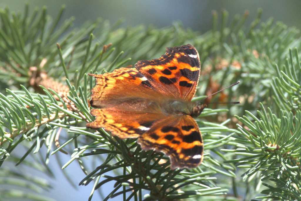Compton Tortoiseshell from Fraser-Fort George, British Columbia, Canada ...