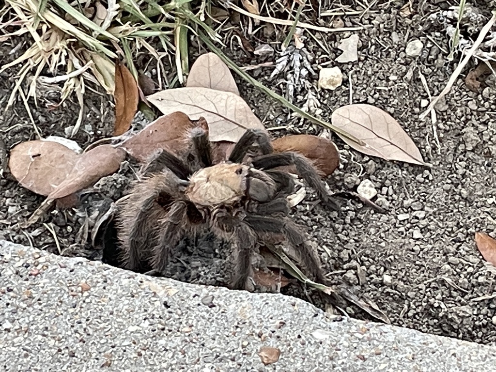 Texas Brown Tarantula from Mountain Creek Pkwy, Dallas, TX, US on July ...