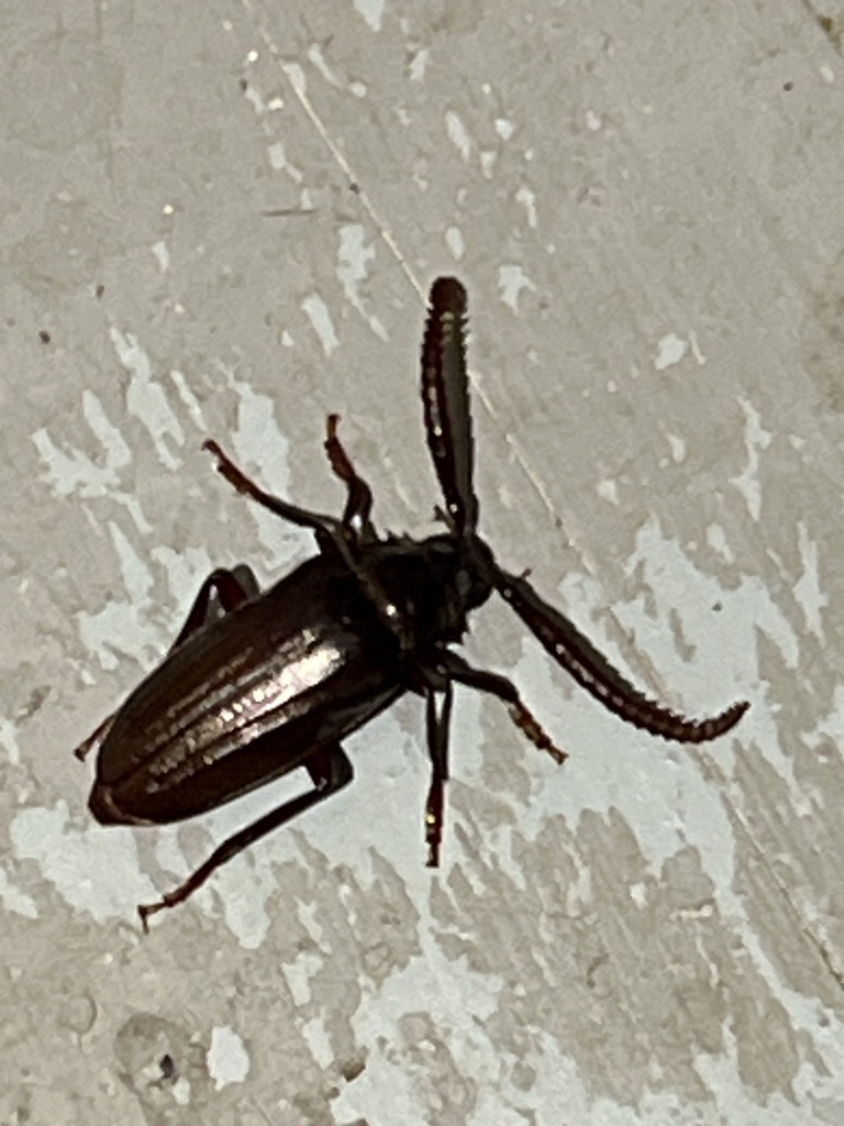 Tile-horned Prionus from Turnberry Cir, Durham, NC, US on July 24, 2023 ...