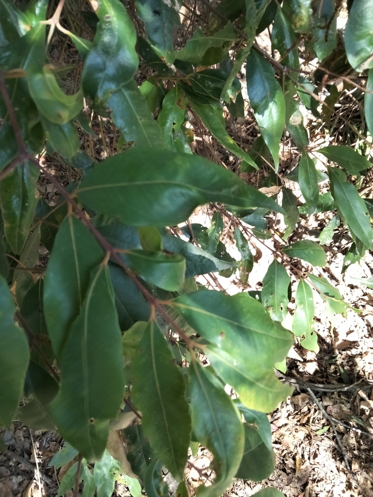 weeping lilli pilli from The Gap QLD 4061, Australia on July 25, 2023 ...
