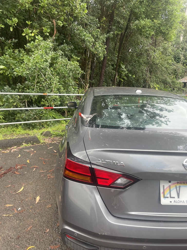 Red-crested Cardinal from Maui, Haiku, HI, US on July 23, 2023 at 03:02 ...