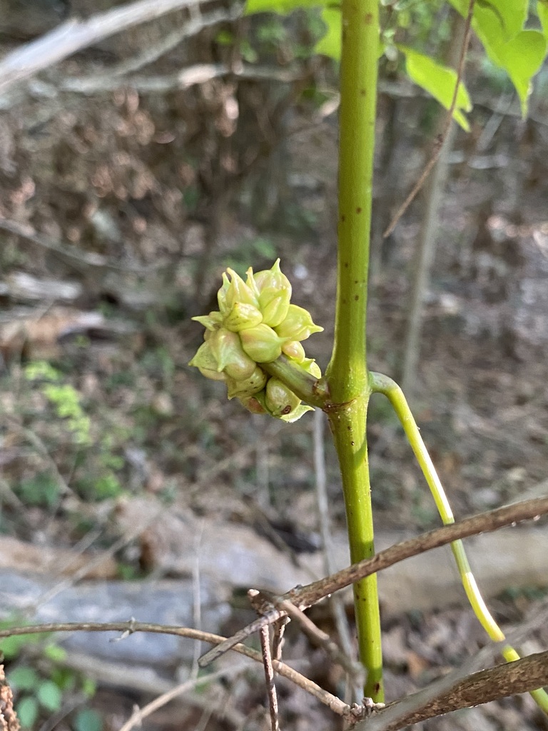 grape filbert gall in July 2023 by jim · iNaturalist