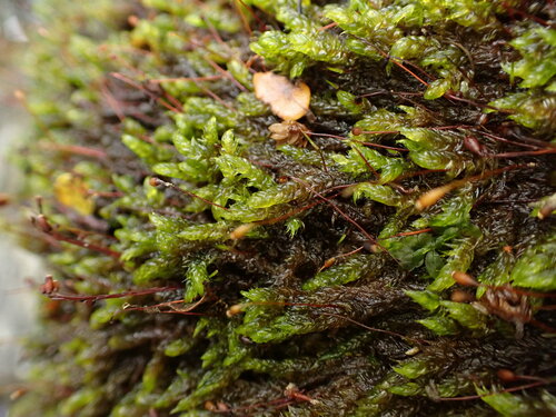 Sematophyllum uncinatum · iNaturalist