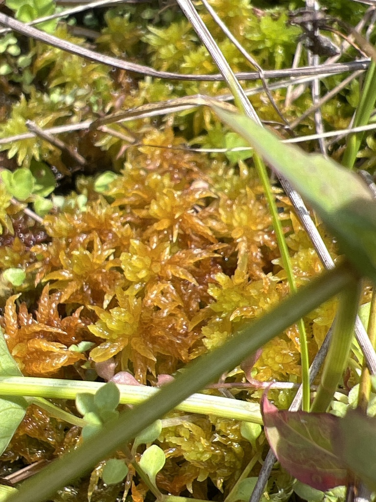 Orange Peatmoss in July 2023 by Alan Weakley · iNaturalist