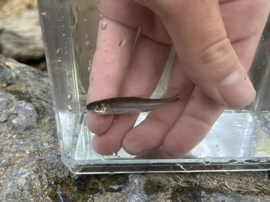 Spottail Shiner from Little River, Townsend, TN, US on July 24, 2023 at ...