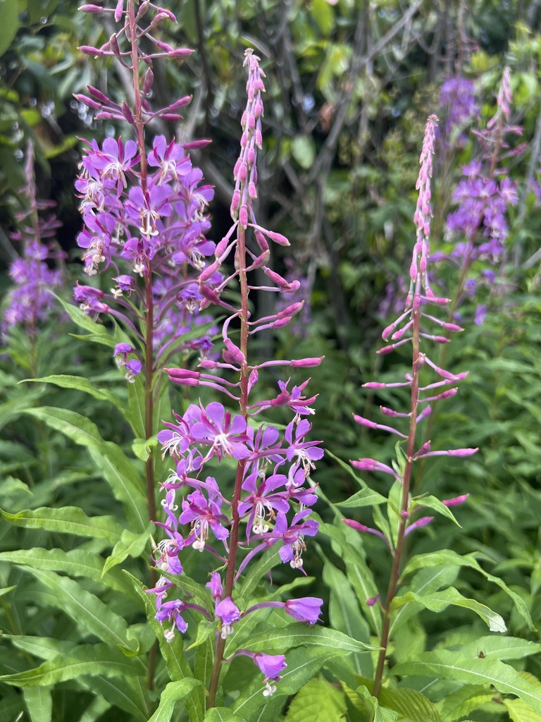 Wandering Fireweed in July 2023 by Alan Weakley · iNaturalist