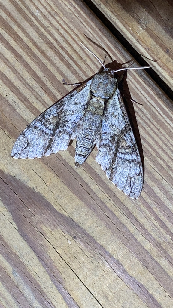 Sphingina from Buchanan on July 24, 2023 at 10:42 PM by shmohney ...