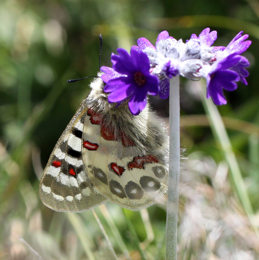 Common Blue Apollo from Yumesodong, North Sikkim, India on June 11 ...