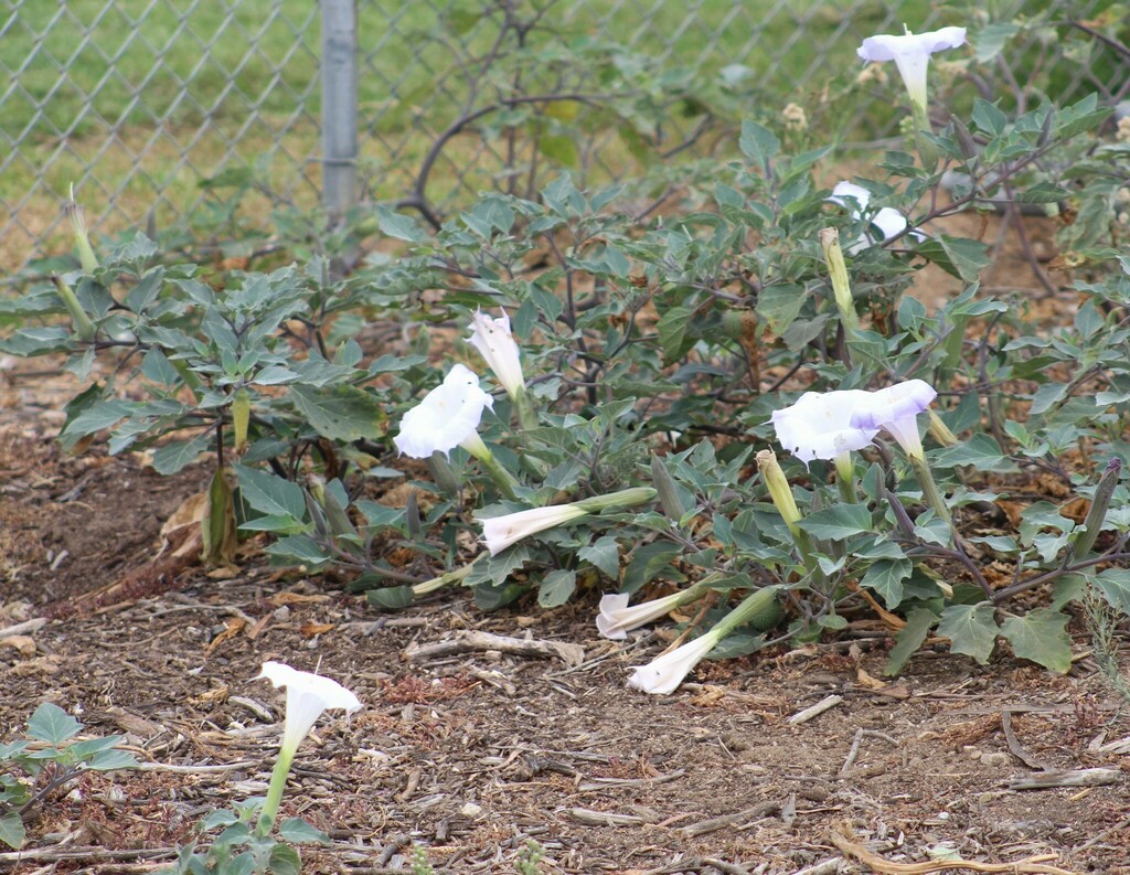 Sacred Datura from Otay Mesa West, San Diego, CA, USA on July 24, 2023 ...