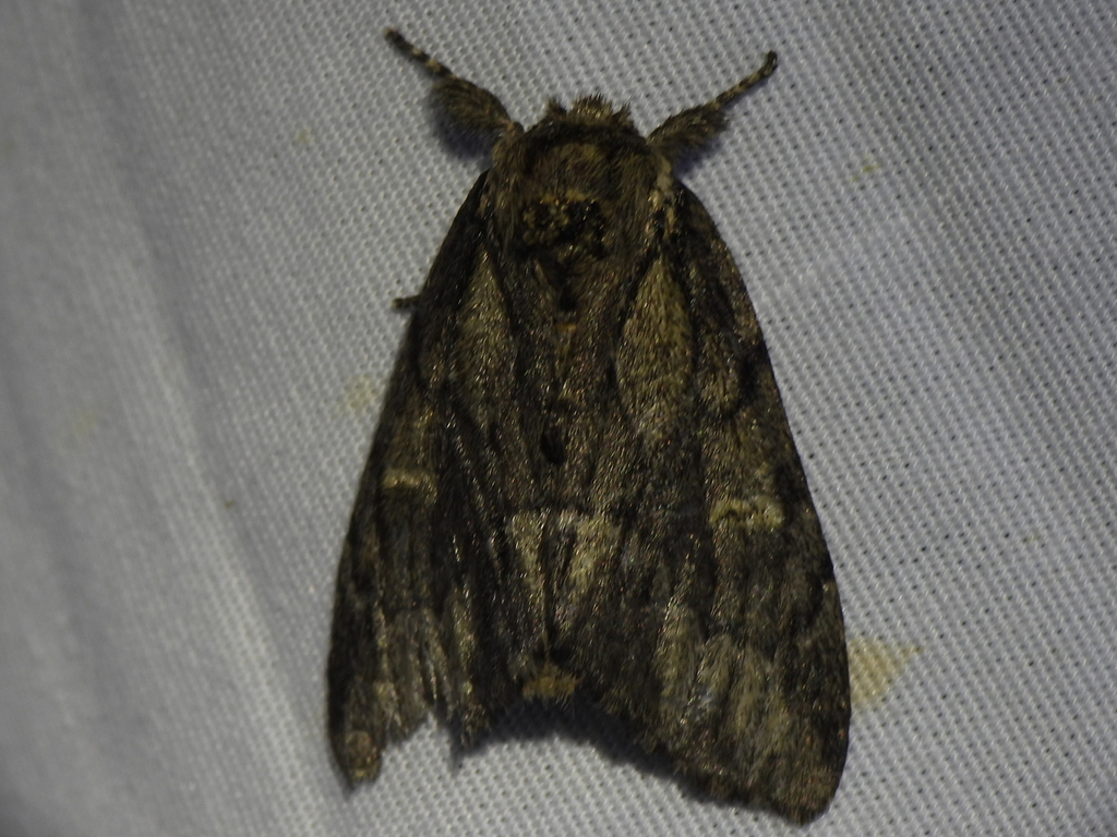 Georgian Prominent from Fort Worth, TX, USA on July 24, 2023 at 09:45 ...