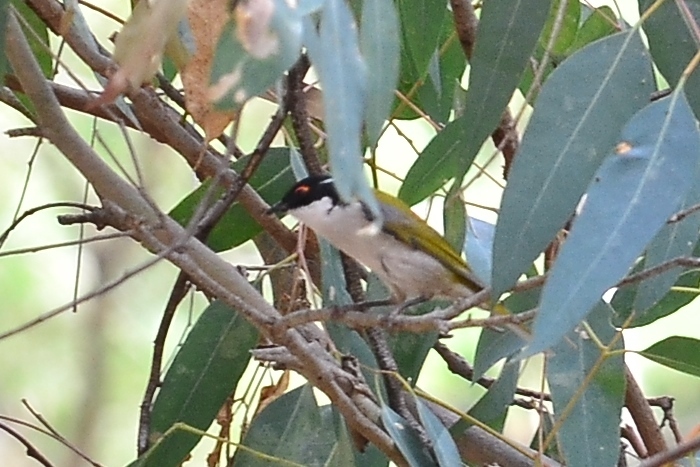 White-naped Honeyeater from Douglas Scrub, Blewitt Springs SA 5171 ...
