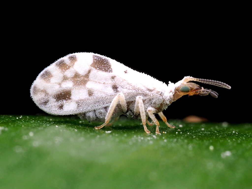 Heteroconis ornata from Kaeo, New Zealand on July 18, 2023 at 04:28 AM ...