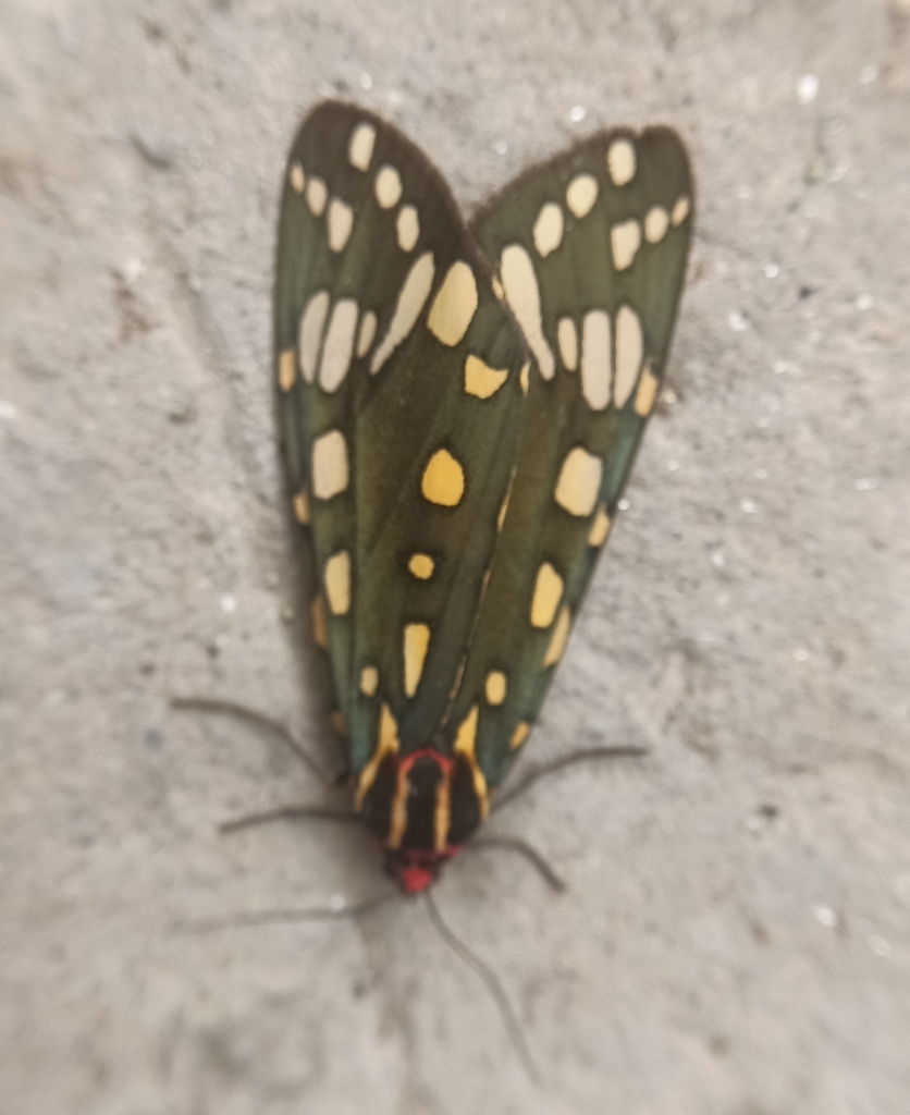 Callindra principalis from 36HM+FJX, Munsyari, Uttarakhand 262554 ...