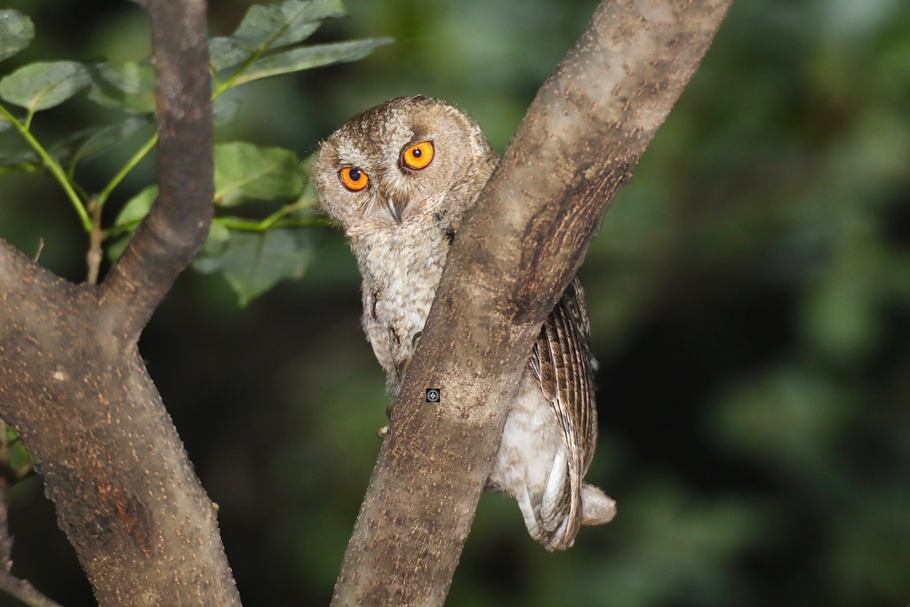 Otus semitorques ussuriensis from 灵山名胜风景区, 北京市, CN on July 18, 2023 at 12:30 AM by lcf999. 在从洪水口 ...