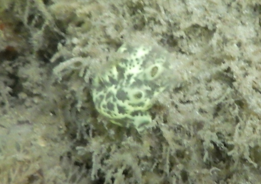 Sea Vomit from Tequesta, FL 33469, USA on July 22, 2023 at 03:32 PM by ...