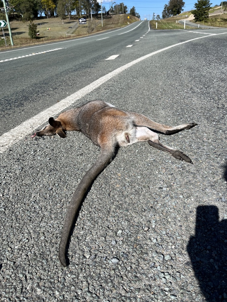 Red-necked Wallaby from Stanmore QLD 4514, Australia on July 23, 2023 ...