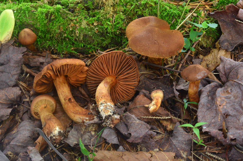 deadly webcap from Herkimer County, NY, USA on July 20, 2023 at 11:15 ...