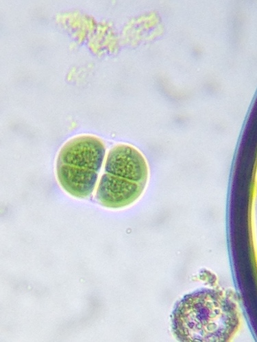 Chroococcus subnudus · iNaturalist