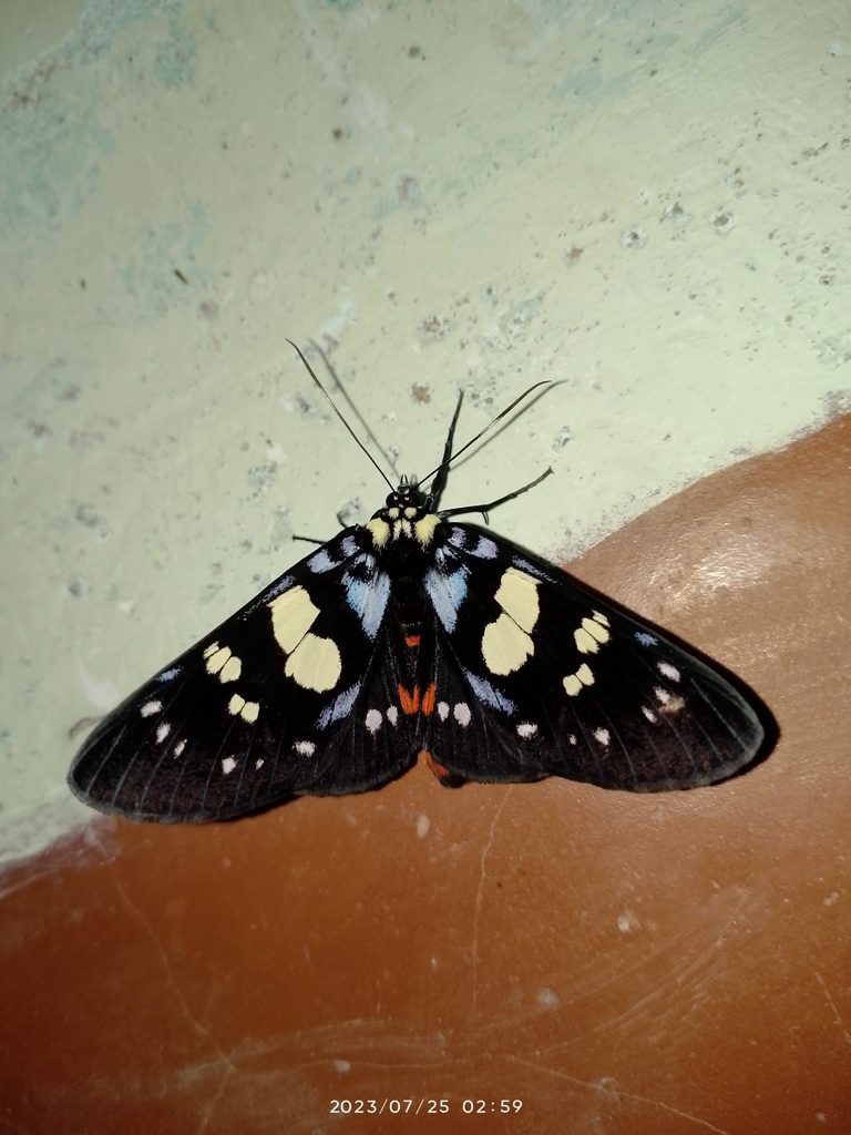 Blue-spotted Forester Moth from Dopani Pathar, Assam, India on July 25 ...