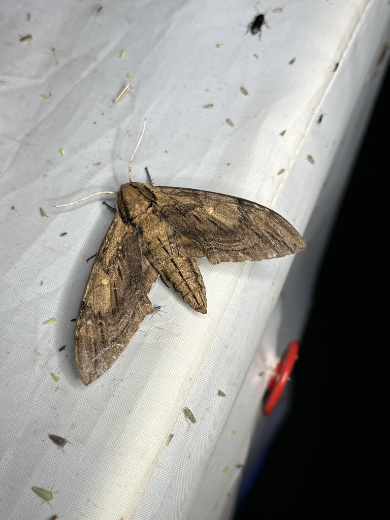 Elm Sphinx from Roman Nose State Park, Watonga, OK, US on July 22, 2023 ...