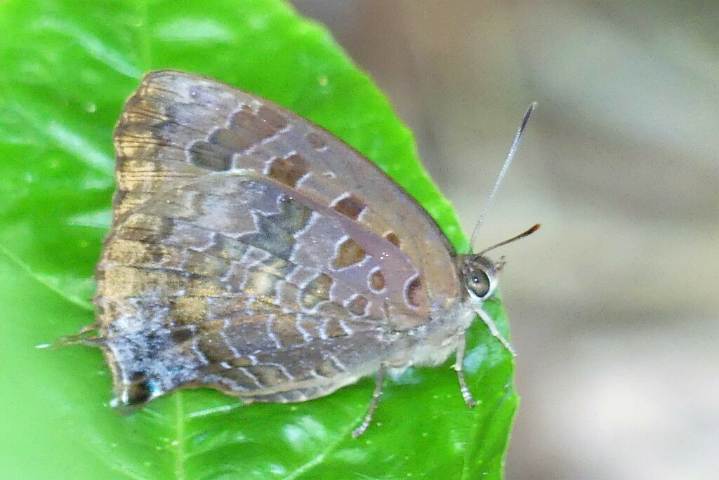 Powdered Oakblue from RW2R+7HR, Suthep, Mueang Chiang Mai, Province de ...