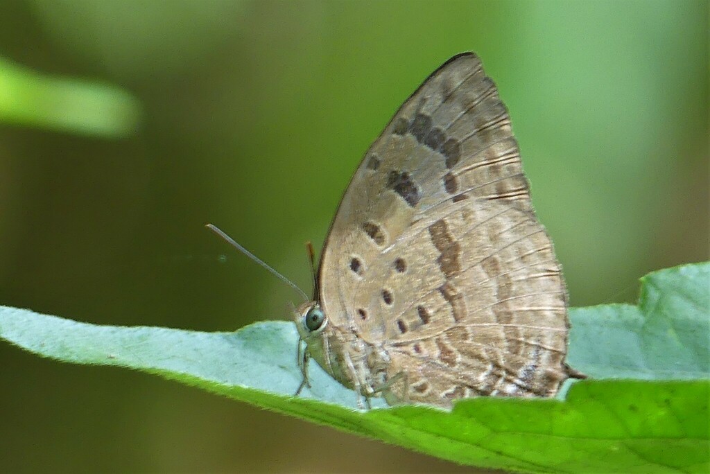 Sylhet Oakblue from RW2R+7HR, Suthep, Mueang Chiang Mai, Province de ...