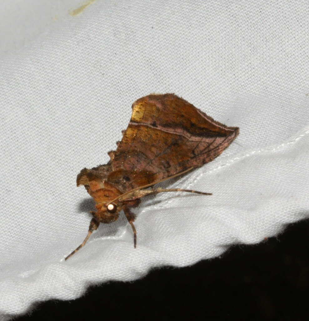 Straight-lined Looper Moth from Mont-Joli, QC, Canada, 1101 rue Lussier ...