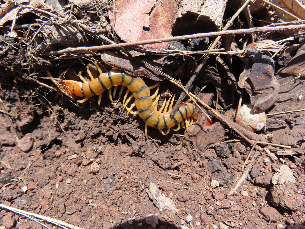 Common Desert Centipede from Cochise County, AZ, USA on July 17, 2023 ...