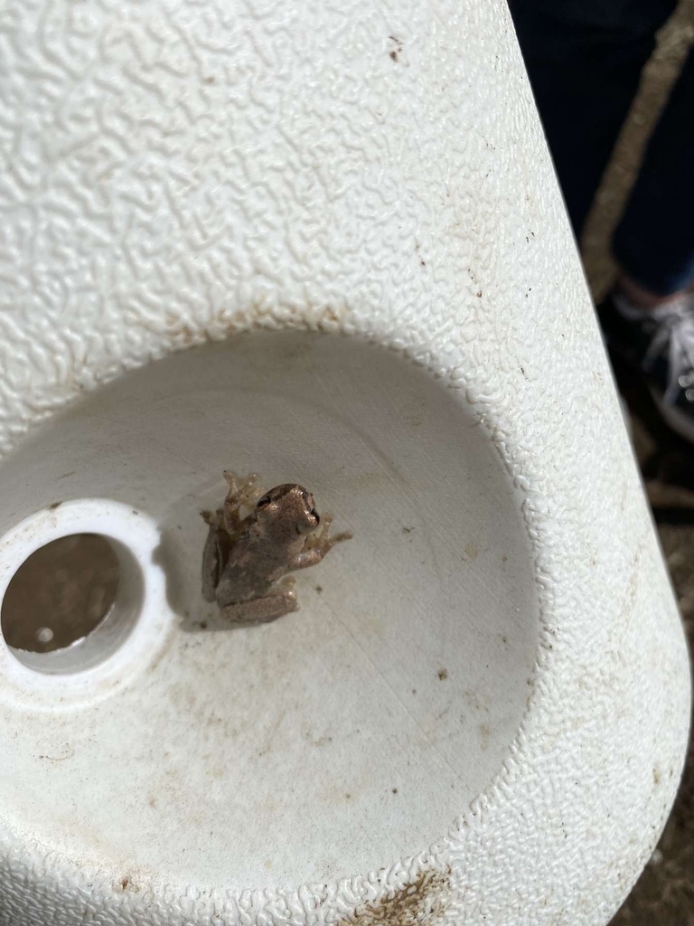 Slender bleating tree frog from Kerry, QLD, AU on July 21, 2023 at 02: ...