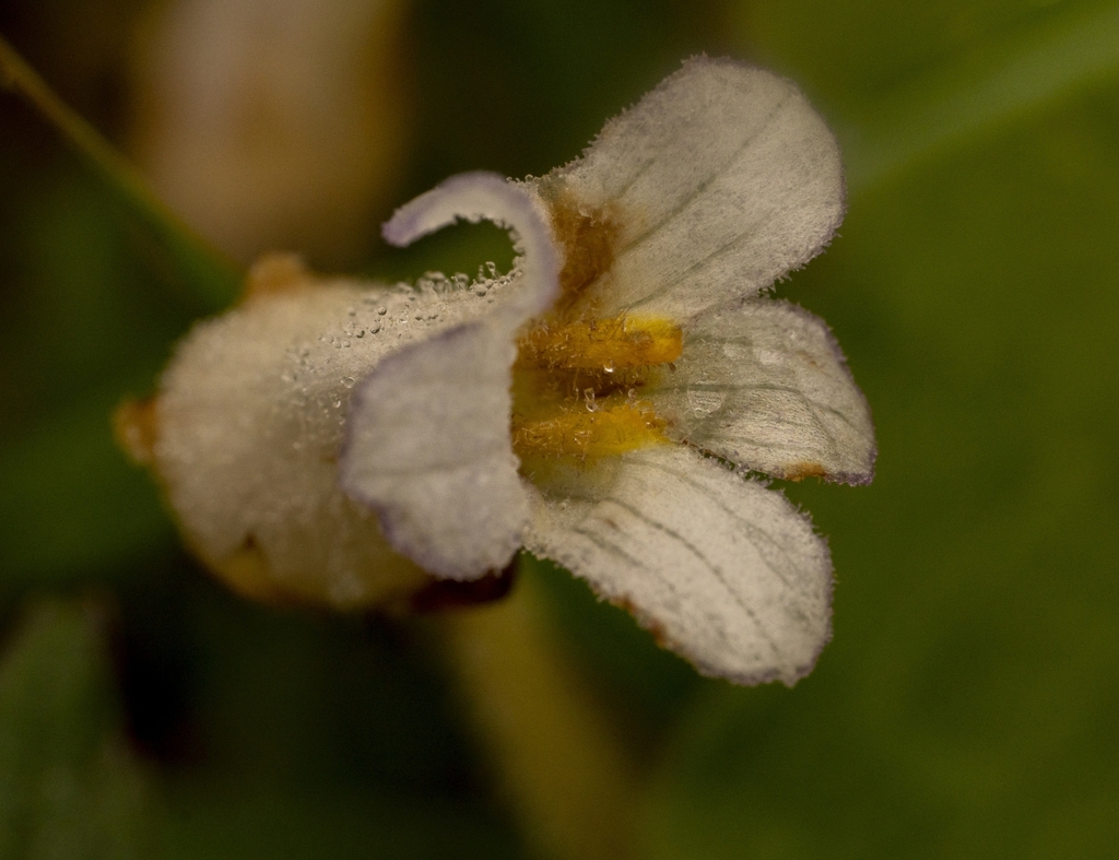 one-flowered cancer-root from Kodiak, AK 99615, USA on July 22, 2023 at ...