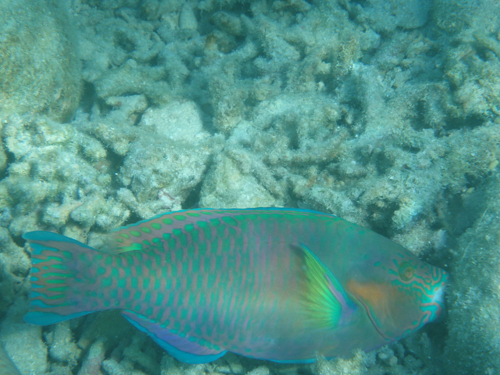 Surf Parrotfish from Whitsunday, QLD, Australia on July 22, 2023 at 02: ...