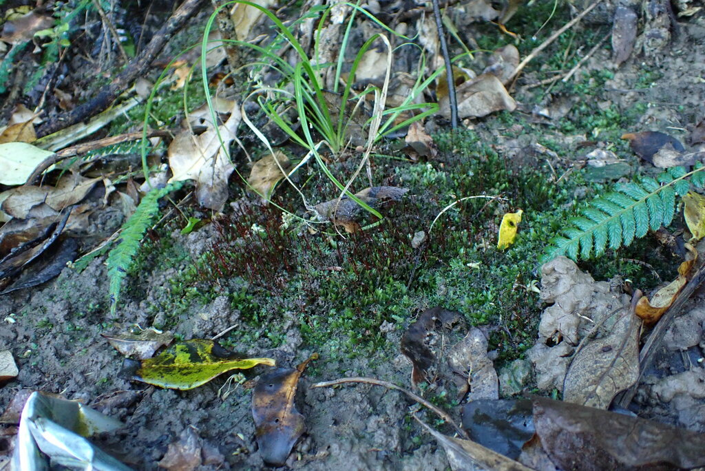 Common Pocket-moss from Sandspit 0982, New Zealand on July 24, 2023 at ...